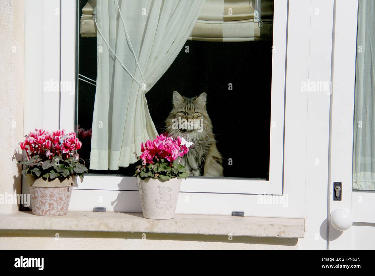 Black cat inside window hi-res stock photography and images - Alamy
