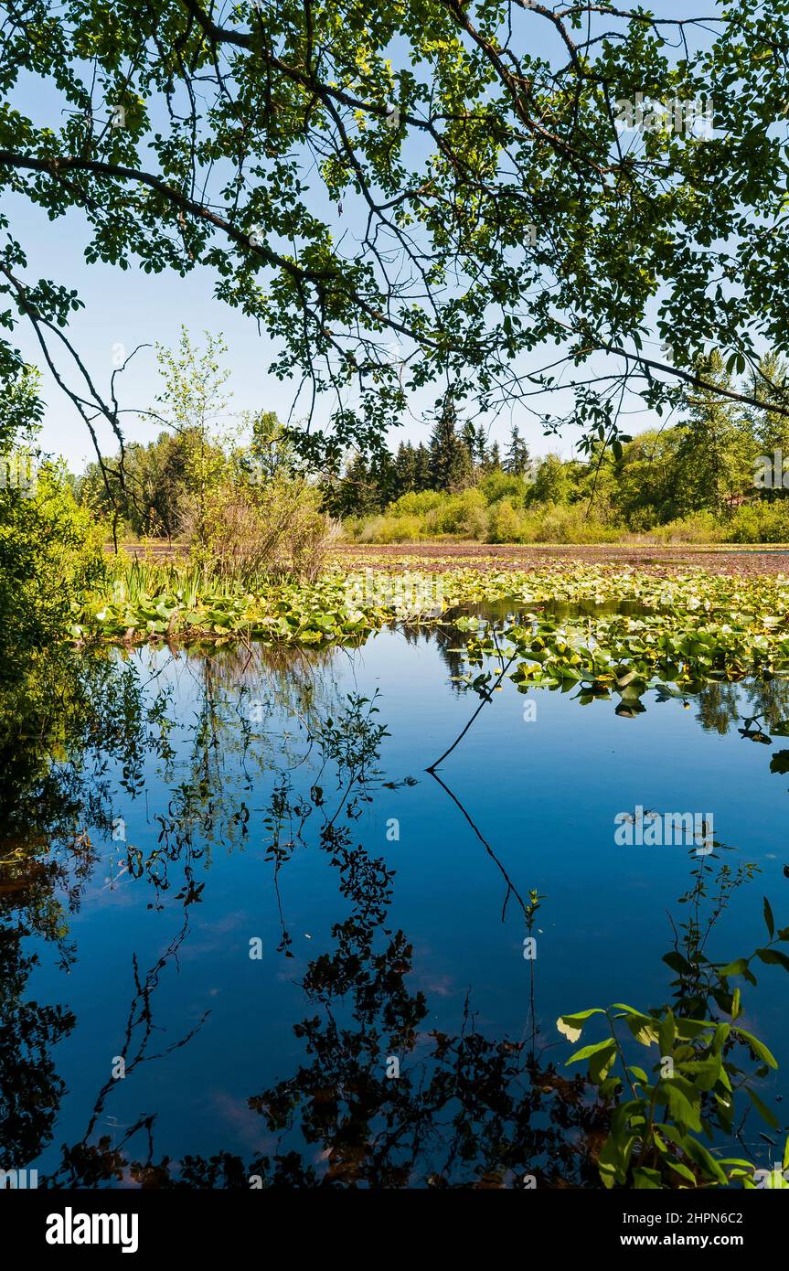 Panther Lake in Kent, Washington Stock Photo - Alamy