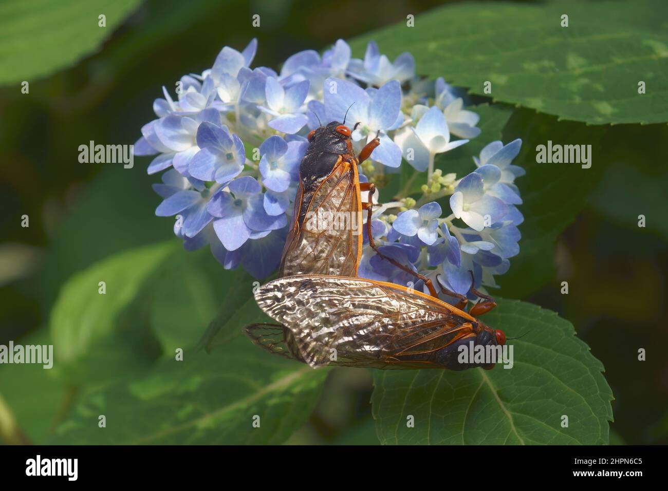 Pharaoh cicada (Magicicada septendecim). Called 17-year locust also ...