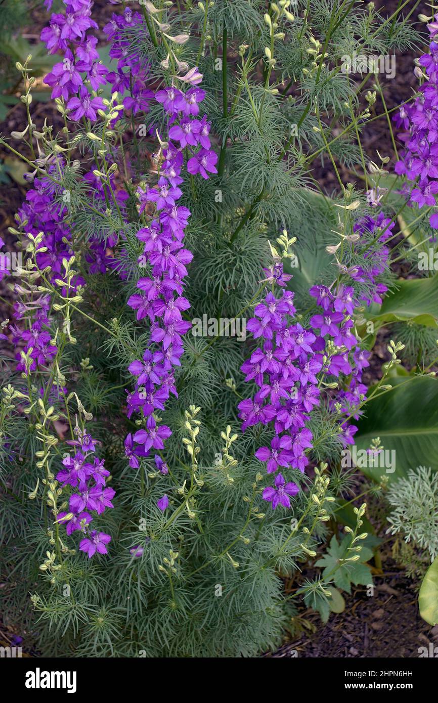Doubtful knight's spur (Consolida ajacis). Called Rocket larkspur and ...