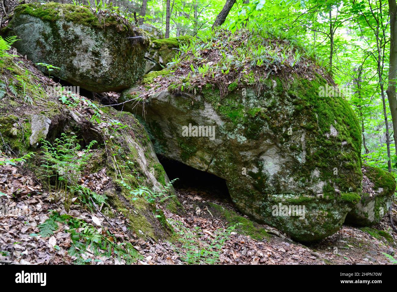 Large round boulders covered in moss and ferns along hiking trail at ...