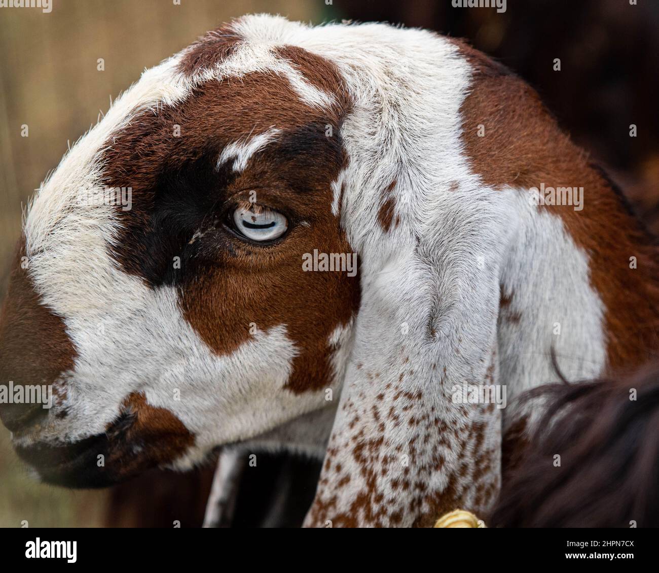 Arabian farm goat Stock Photo - Alamy