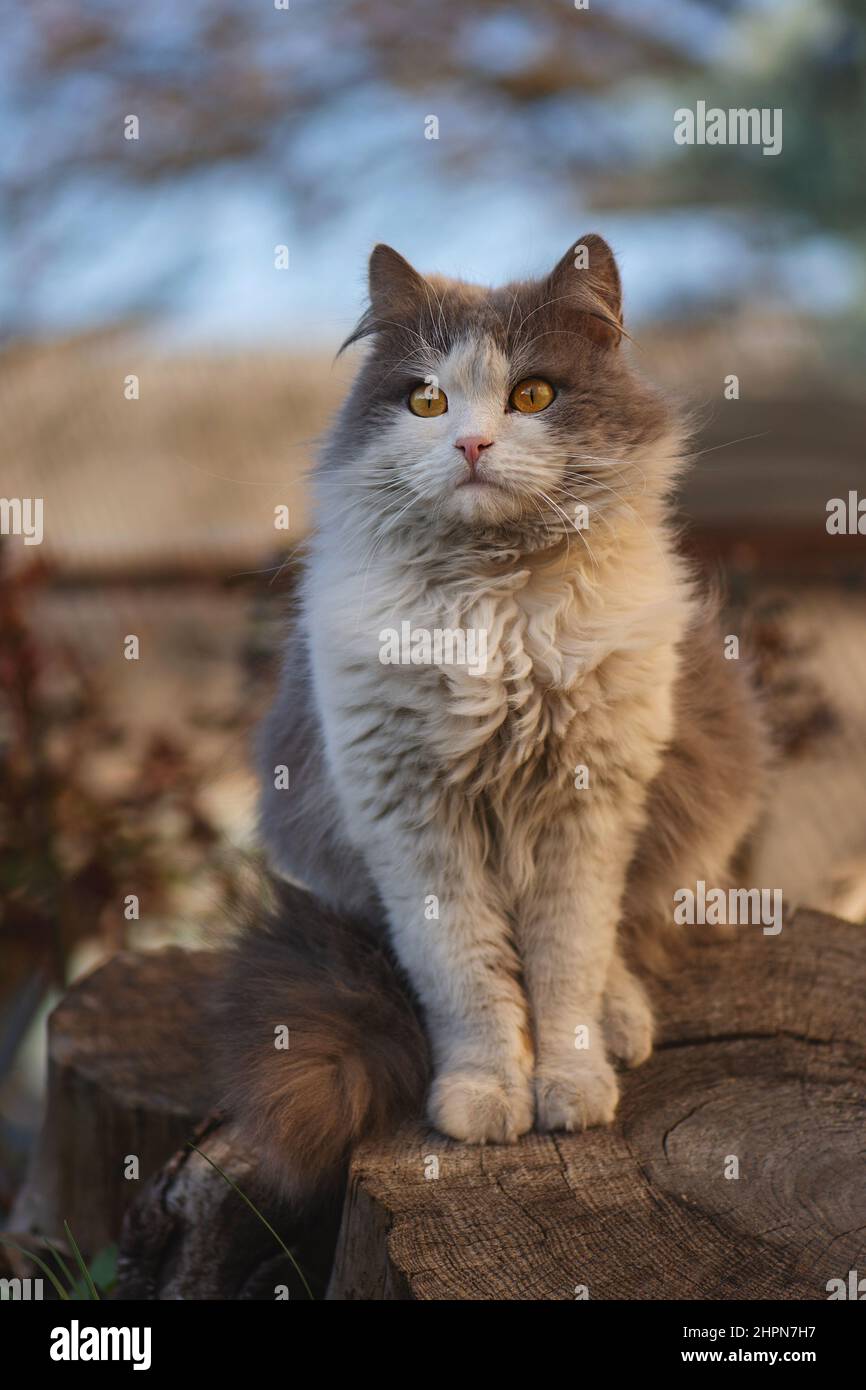 Funny kitten is surprised of the falling snow in winter. Cat walks in ...