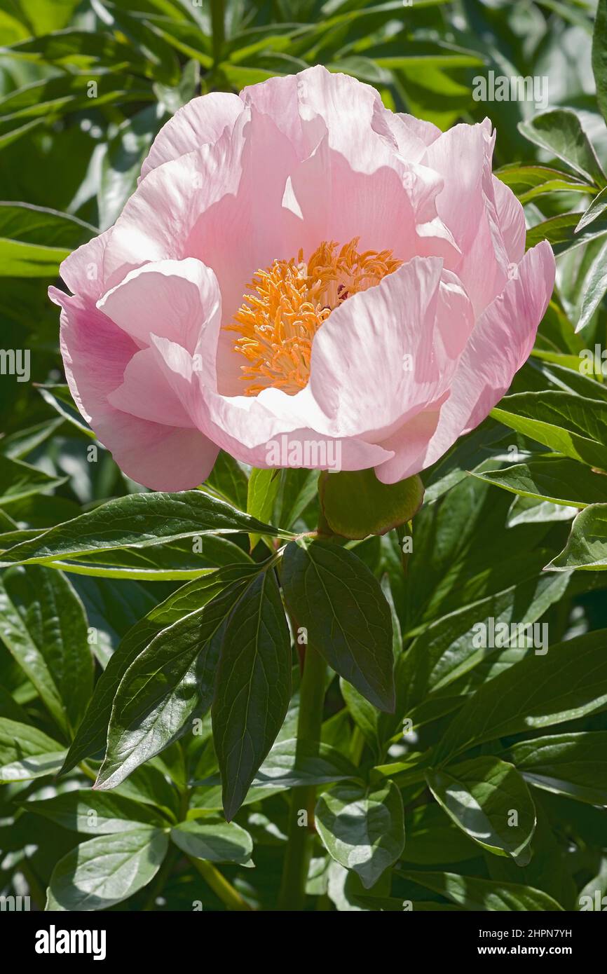 May Lilac peony (Paeonia 'May Lilac'). Hybrid between Paeonia ...