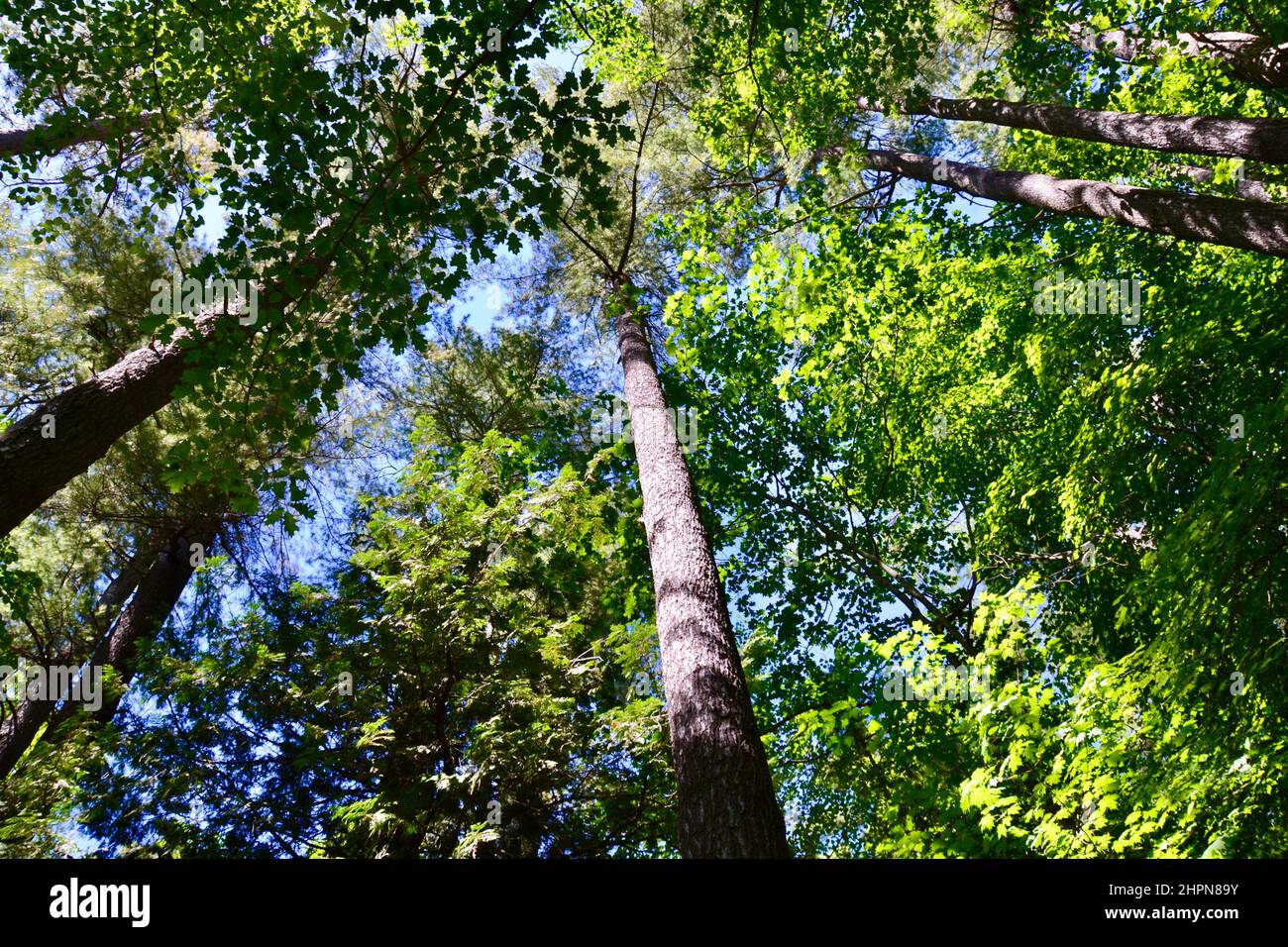 Group of huge old growth tree trunks and dense leaf canopy during ...