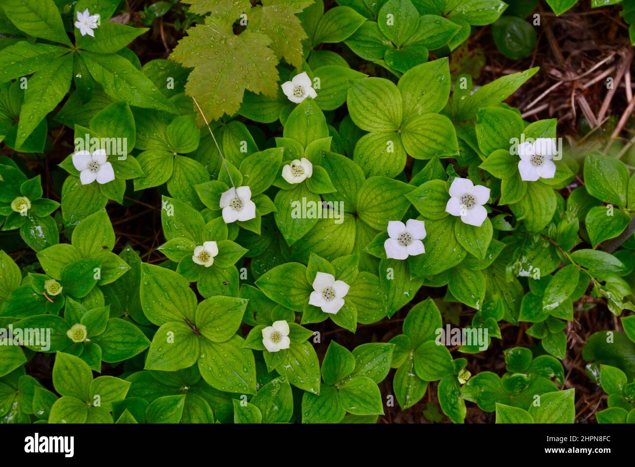 Cluster of white bunchberry flowers (Cornus canadensis) along hiking ...