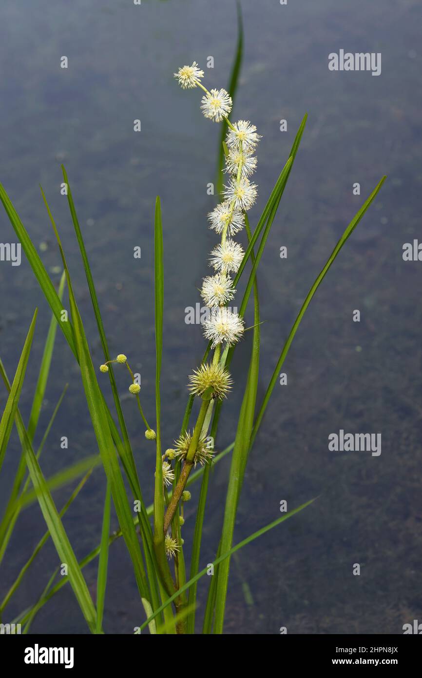American bur reed hi-res stock photography and images - Alamy