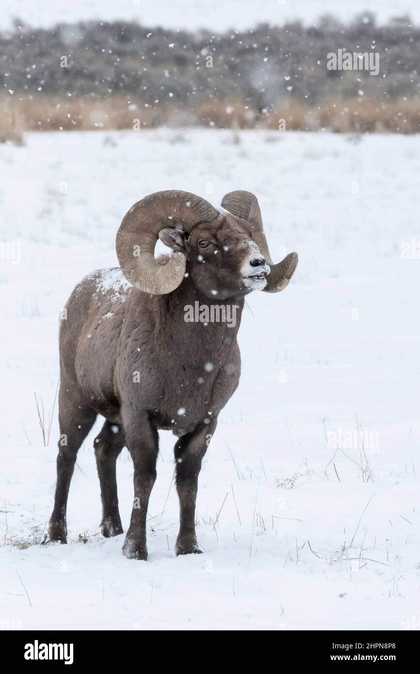 Rocky Mountain Bighorn Sheep, Yellowstone, Montana Stock Photo - Alamy