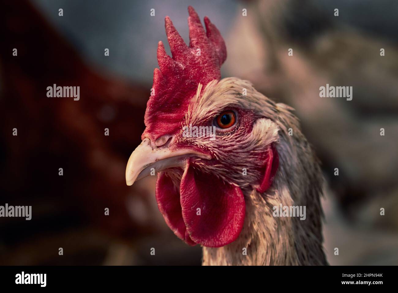 Close- up portrait of a chicken head with blurry background Stock Photo ...