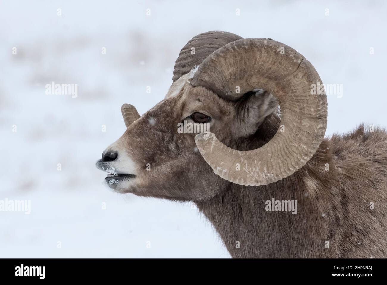 Rocky Mountain Bighorn Sheep, Yellowstone, Montana Stock Photo - Alamy