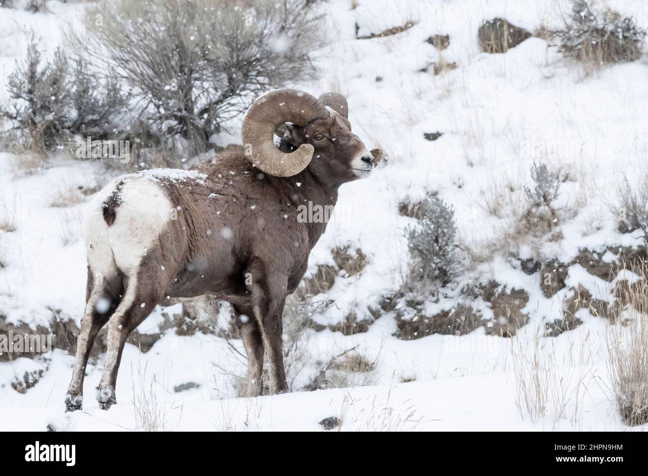 Rocky Mountain Bighorn Sheep, Yellowstone, Montana Stock Photo - Alamy