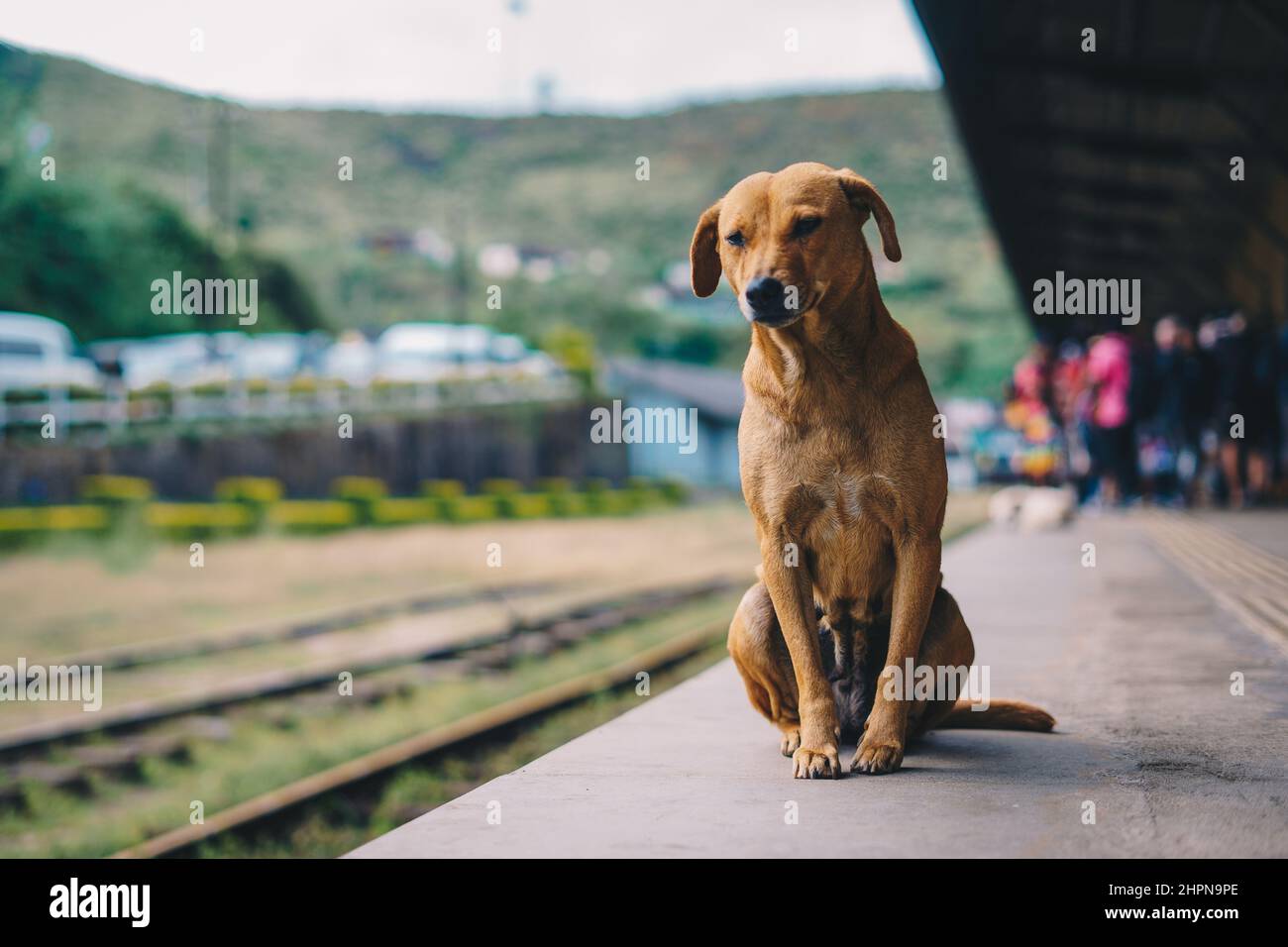 Waiting dog in train station hi-res stock photography and images - Alamy