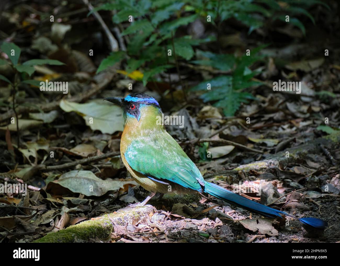 A motmot, a tropical bird with an unusual tail, is illuminated by a ...