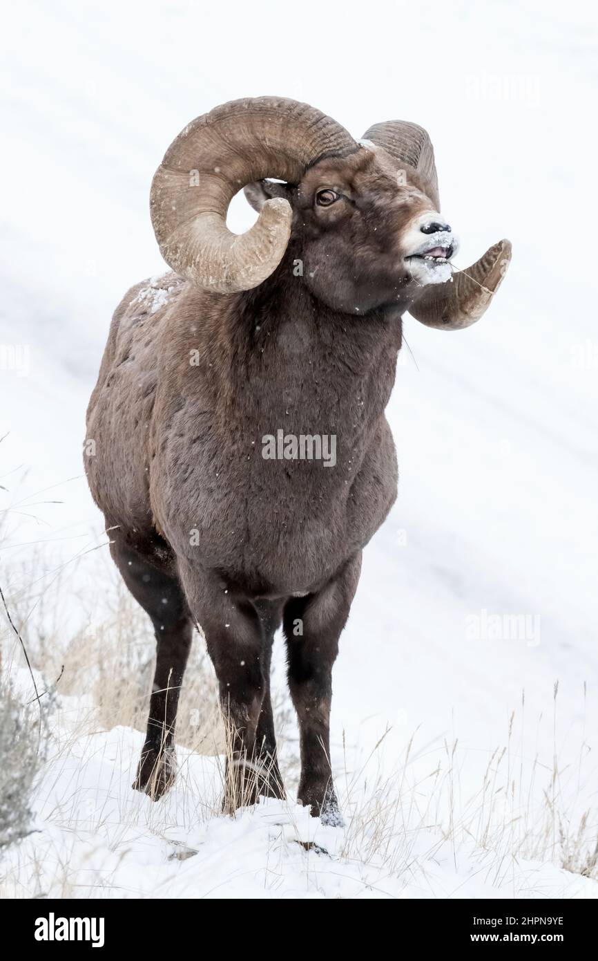 Rocky Mountain Bighorn Sheep, Yellowstone, Montana Stock Photo - Alamy