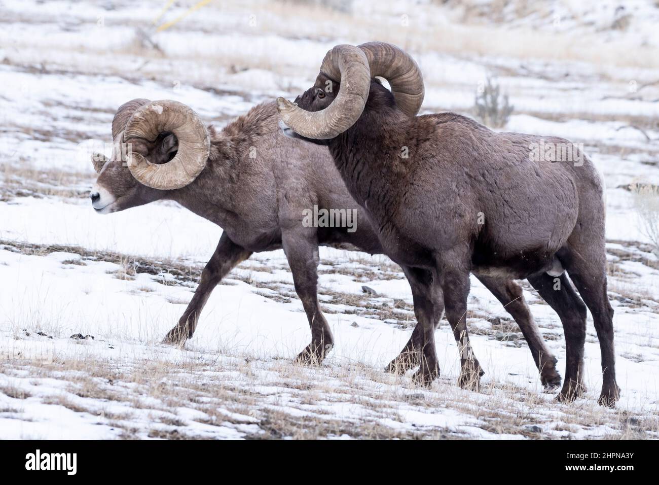 Rocky Mountain Bighorn Sheep, Yellowstone, Montana Stock Photo - Alamy