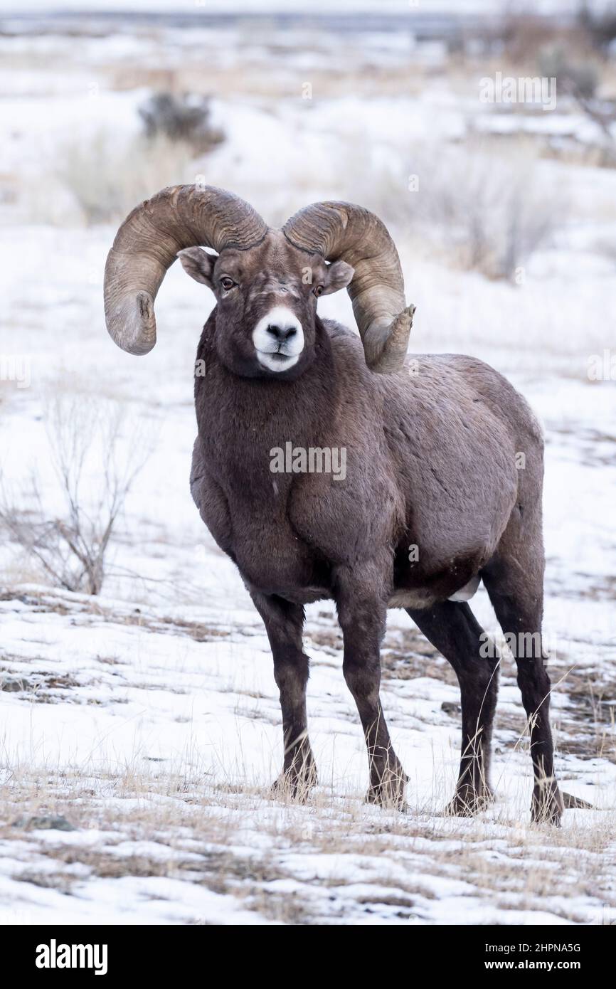 Rocky Mountain Bighorn Sheep, Yellowstone, Montana Stock Photo - Alamy