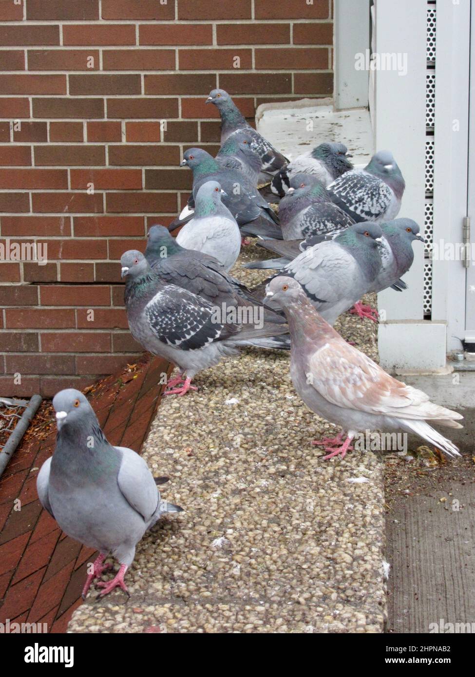 Toronto pigeons hi-res stock photography and images - Alamy