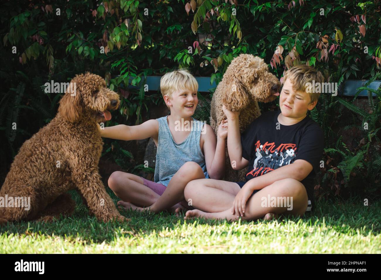 Two poodle dogs sitting home hi-res stock photography and images - Alamy