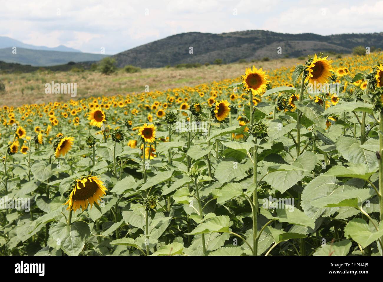 Sunflower field in southern Europe on sunny summer day Stock Photo - Alamy
