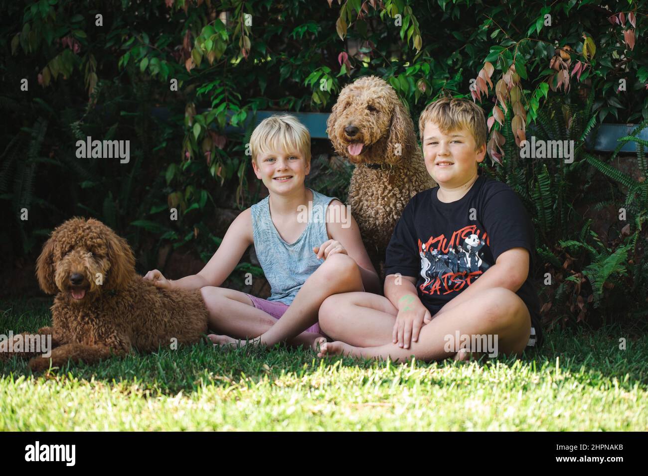 Two poodle dogs sitting home hi-res stock photography and images - Alamy