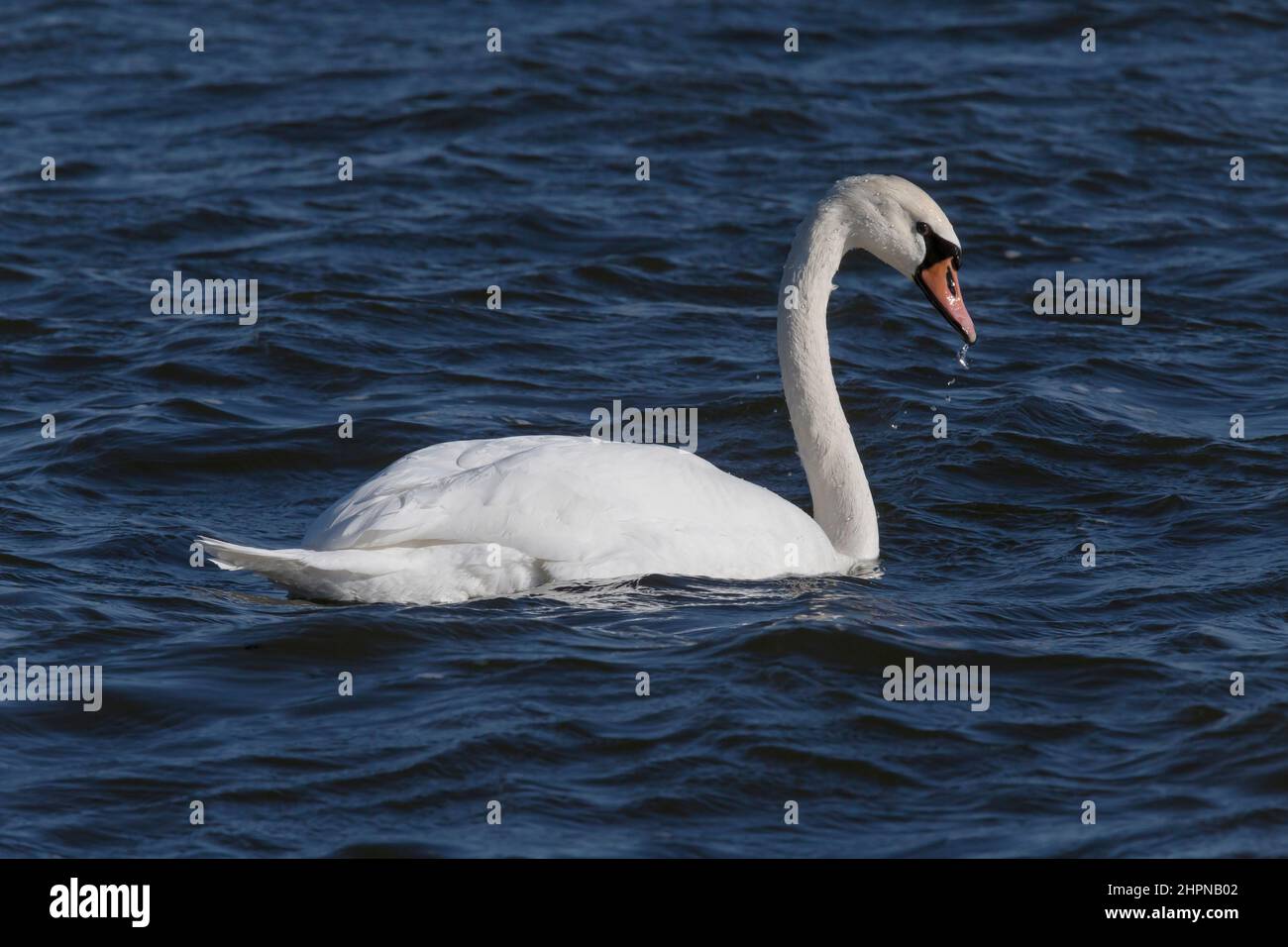 view on white swan swimming in blue waves on river Stock Photo - Alamy