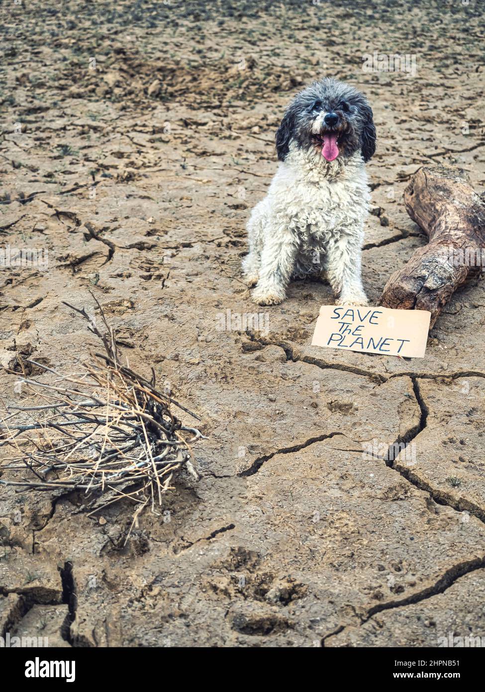 Dog posing next to a log and a sign with message: save the planet.Dry ...