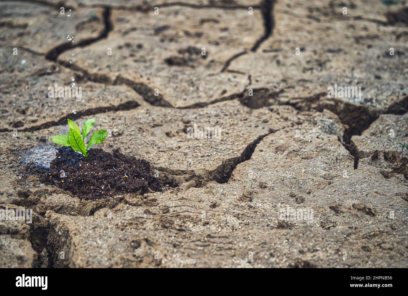 Water droplets watering a small plant sprouting from the dry, cracked ...