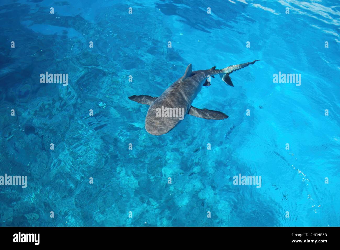 Grey shark swimming in clear water near Gece Island, Ouvea lagoon ...