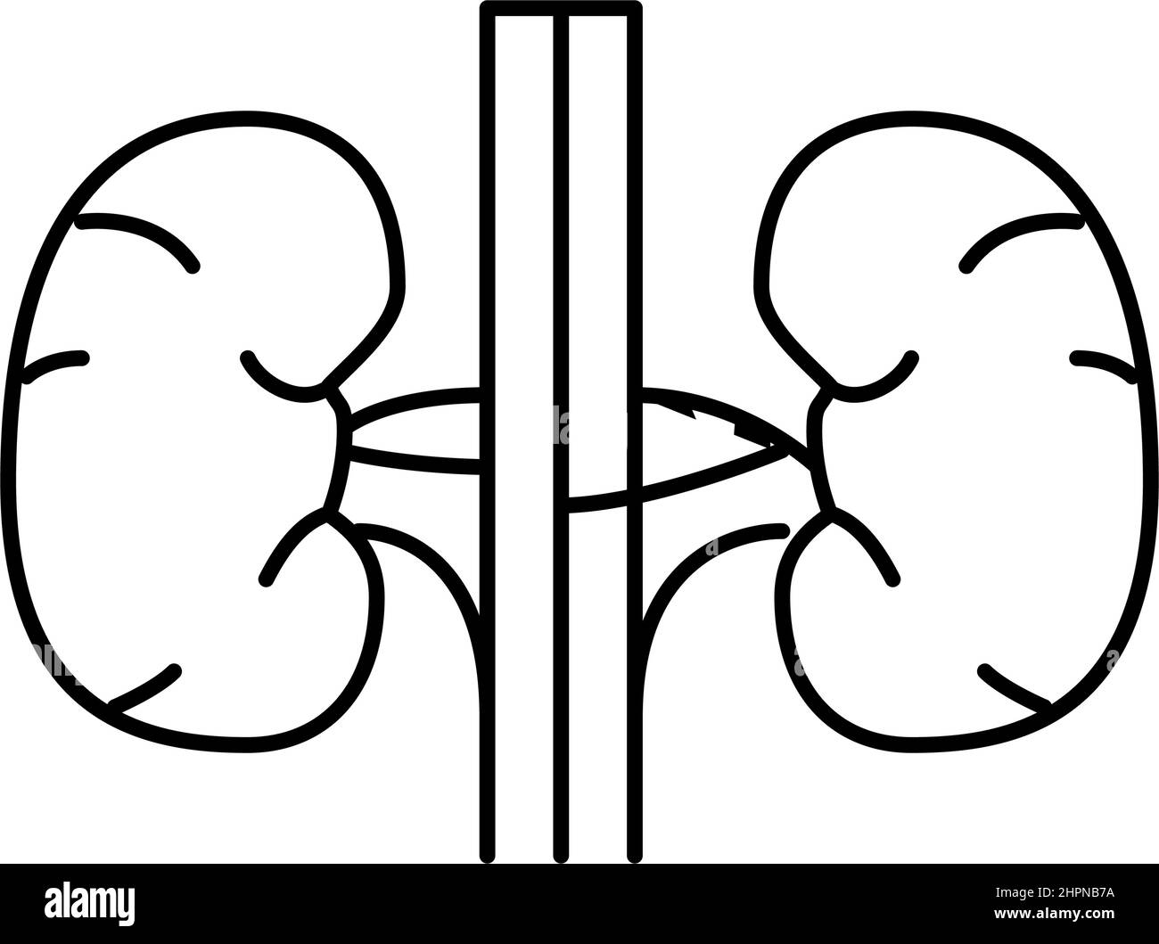 kidney human organ line icon vector illustration Stock Vector Image ...