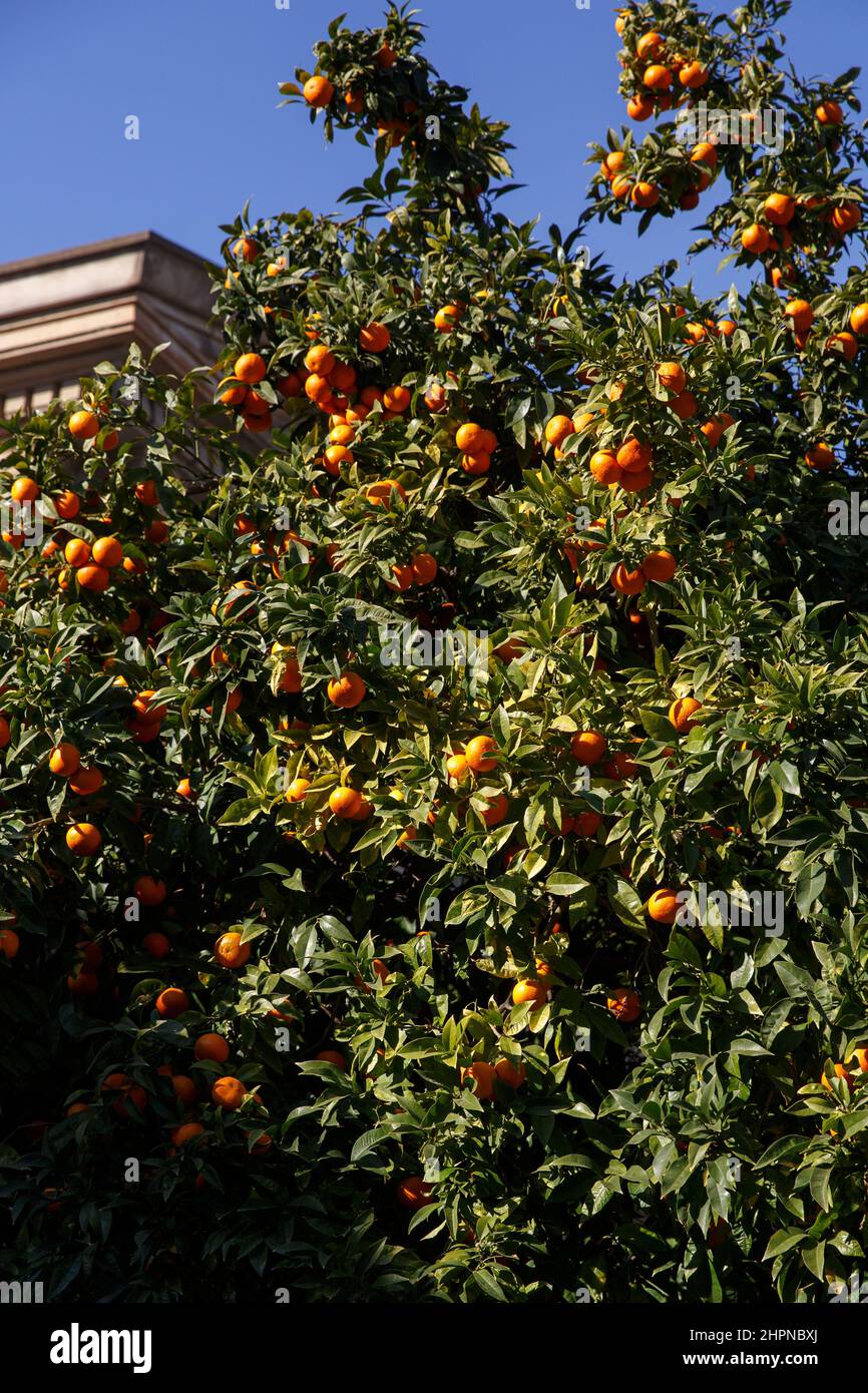 Tangerines grow on a tree Stock Photo - Alamy