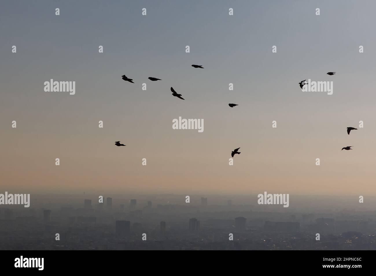 Top view flock birds over hi-res stock photography and images - Alamy