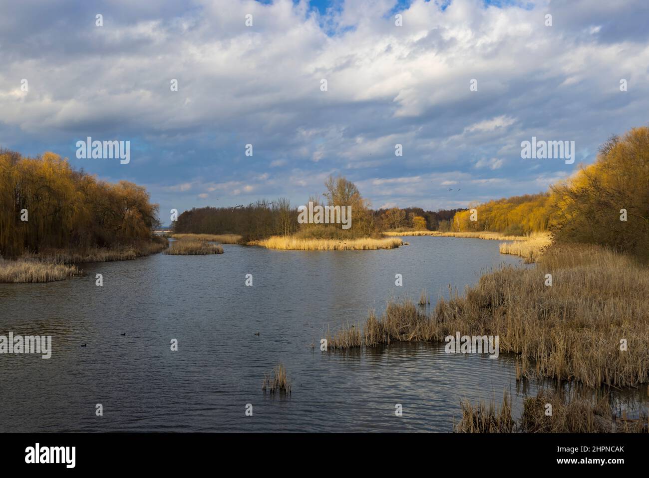 Balaton-felvideki nature reserve, Kis-Balaton, Transdanubia, Hungary ...