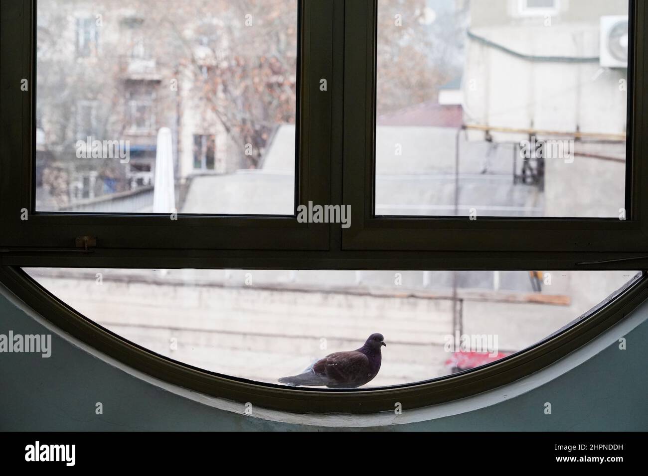 Closeup shot of a brown dove sitting on the window Stock Photo - Alamy