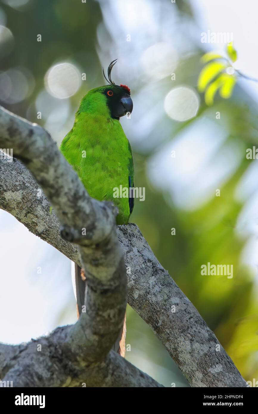 Ouvea parakeet (Eunymphicus uvaeensis) sitting in a tree on Ouvea ...