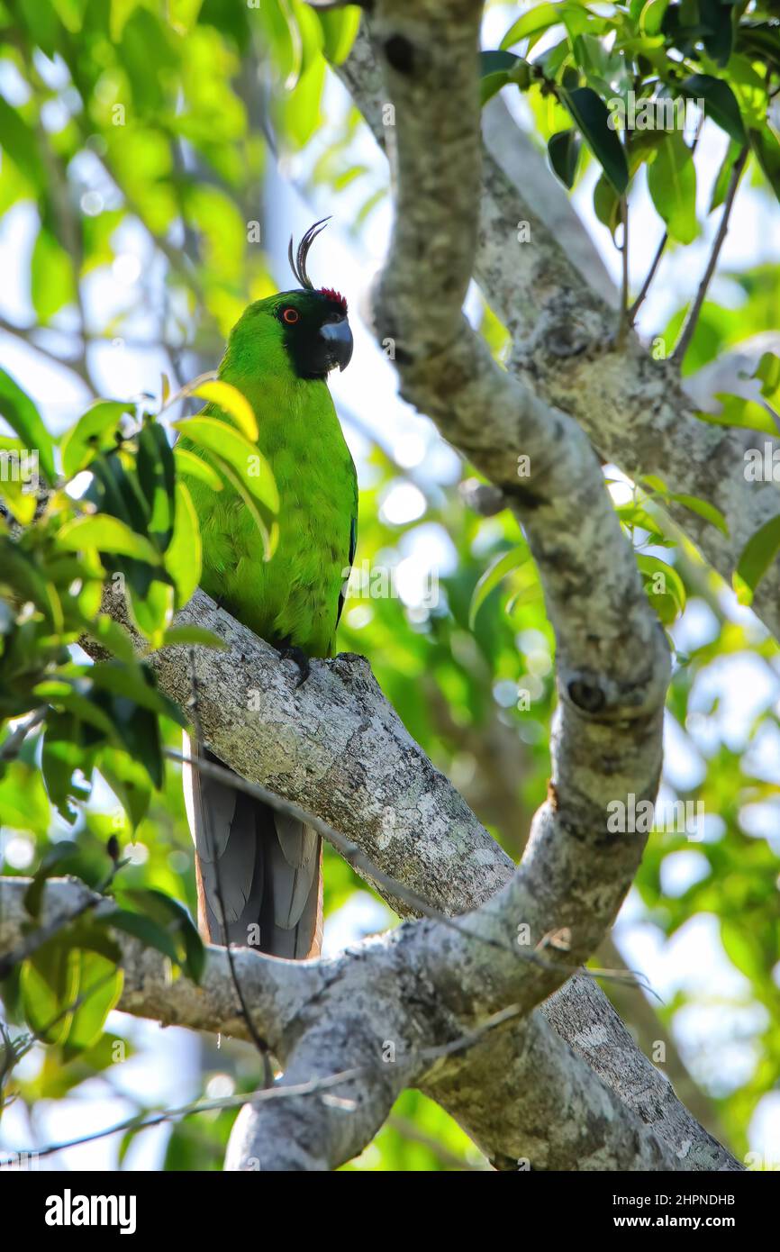 Ouvea parakeet (Eunymphicus uvaeensis) sitting in a tree on Ouvea ...