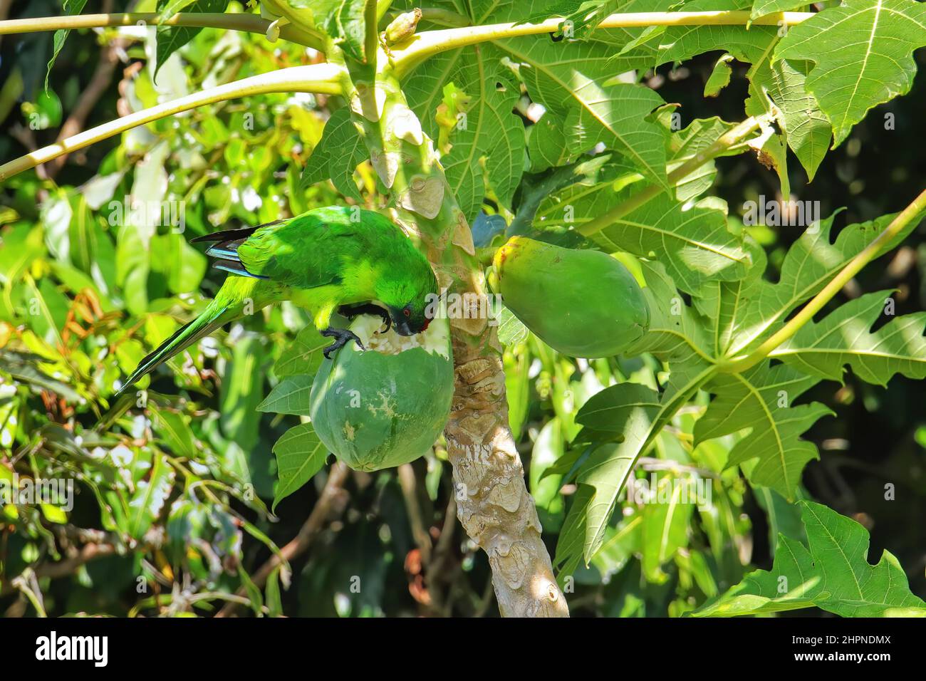 Eunymphicus uvaeensis hi-res stock photography and images - Alamy