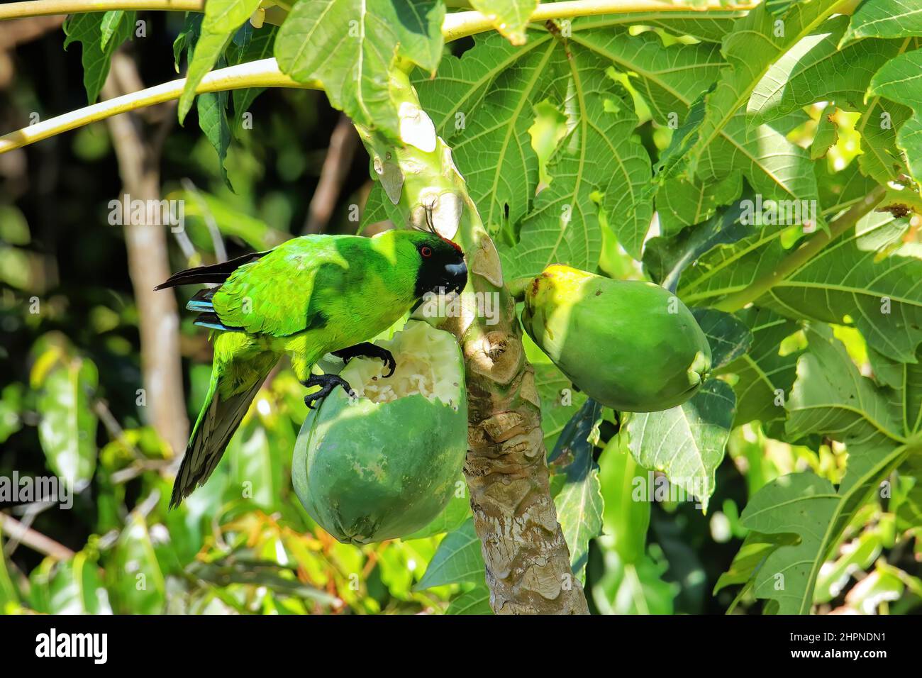 Ouvea parakeet (Eunymphicus uvaeensis) eating papaya on Ouvea Island ...