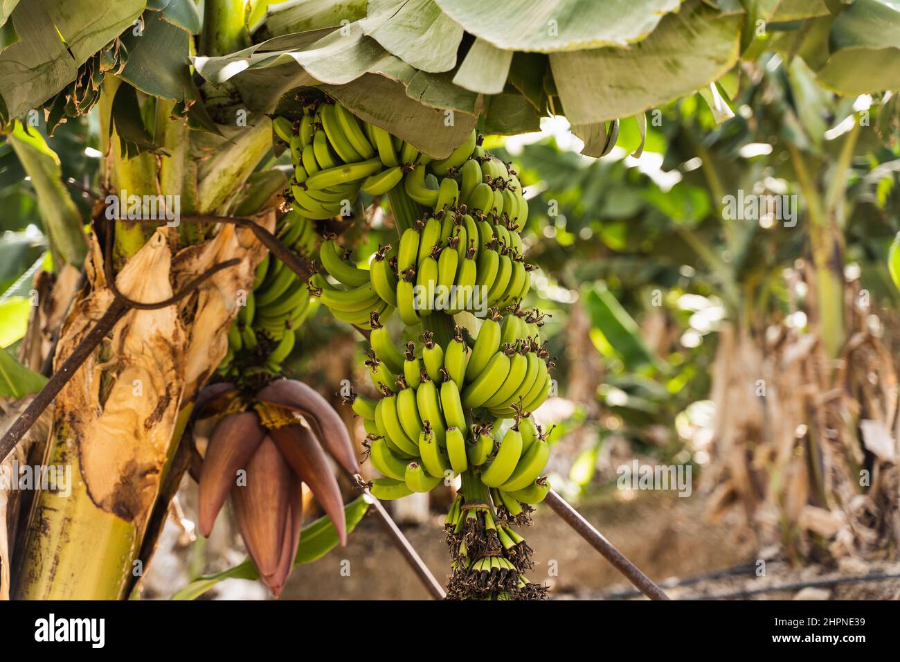 Green bunch of bananas cultivation on plantation in Thailand Stock ...