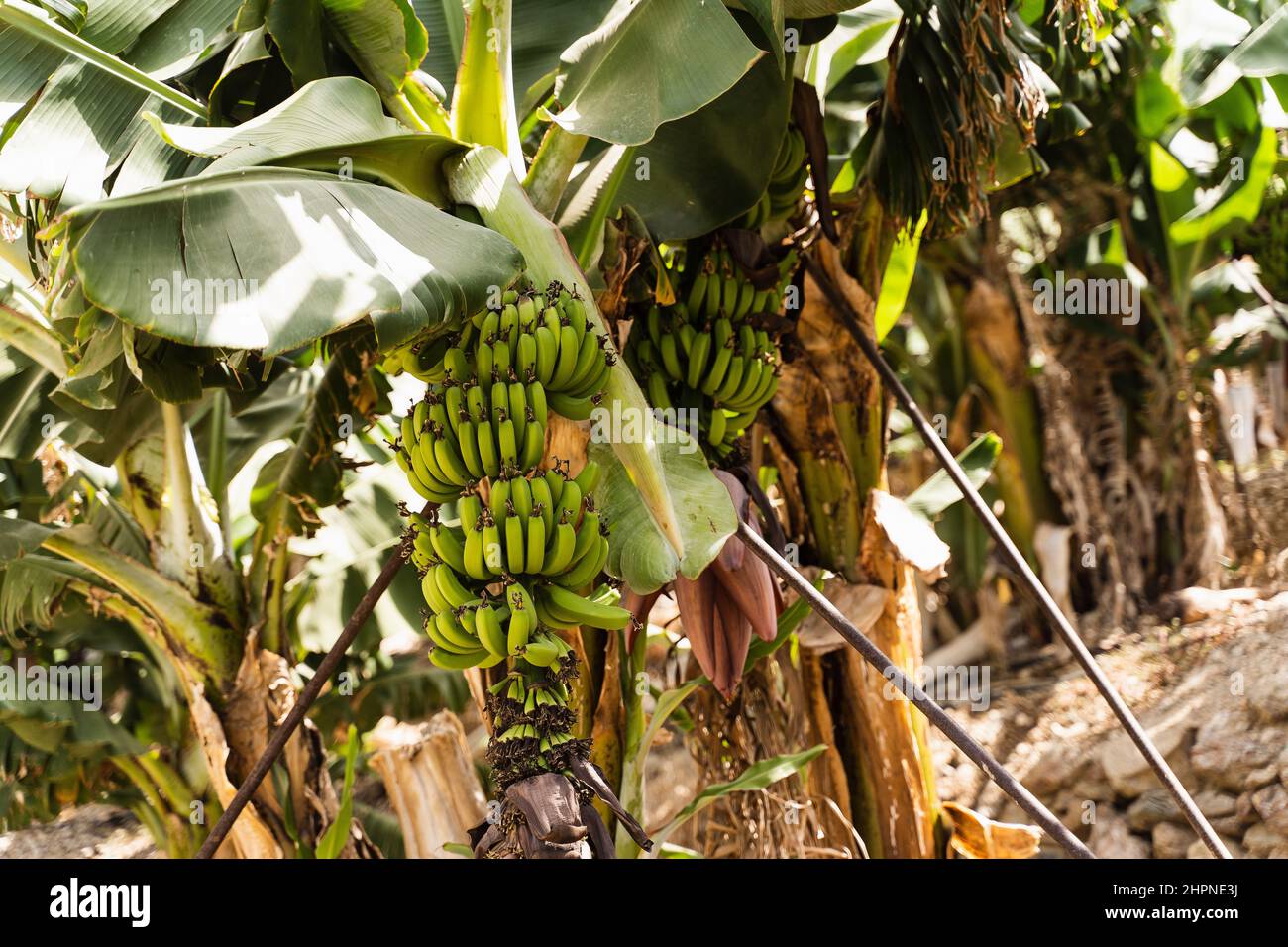 Banana grove. Production of bananas on plantation Stock Photo - Alamy