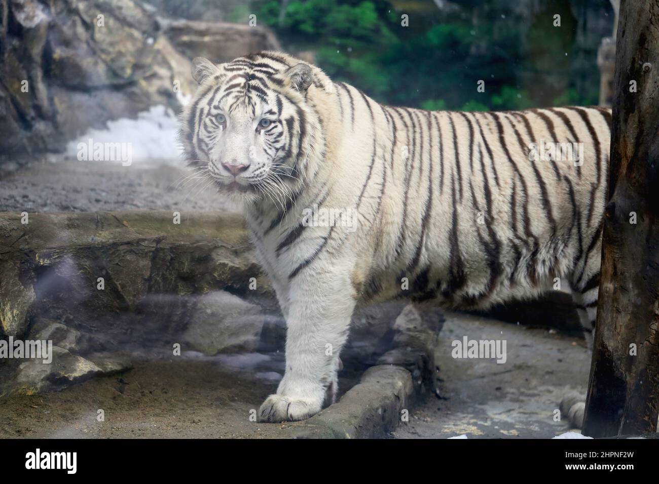 beautiful white tiger stands in a cage in a zoo photographed in close ...