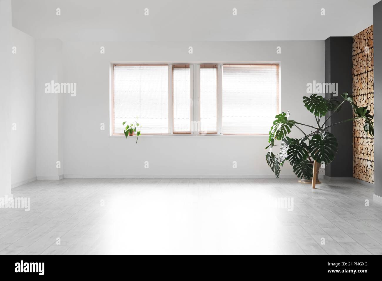 Tropical plant in big empty room Stock Photo - Alamy