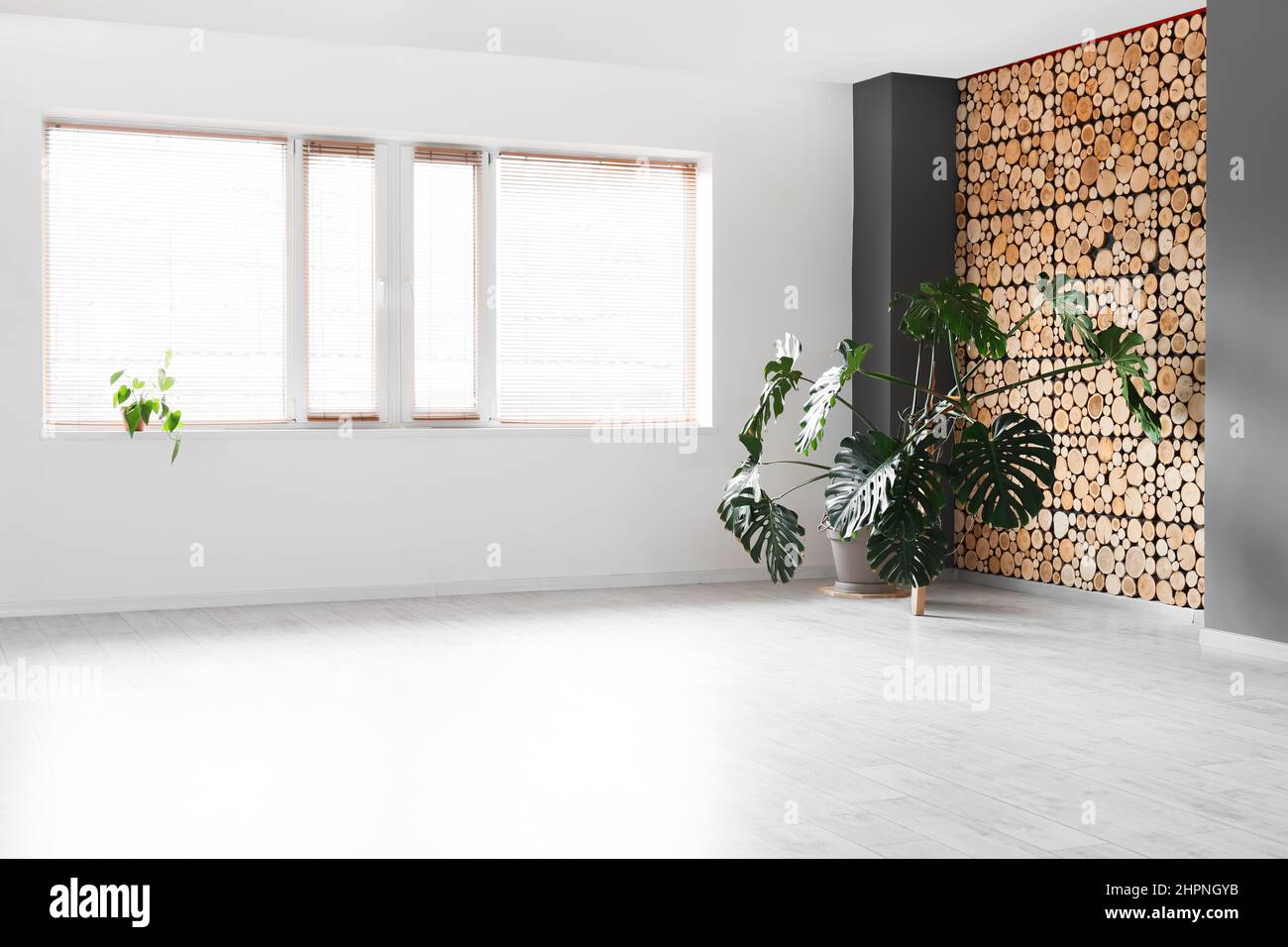 Tropical plant in big empty room Stock Photo - Alamy