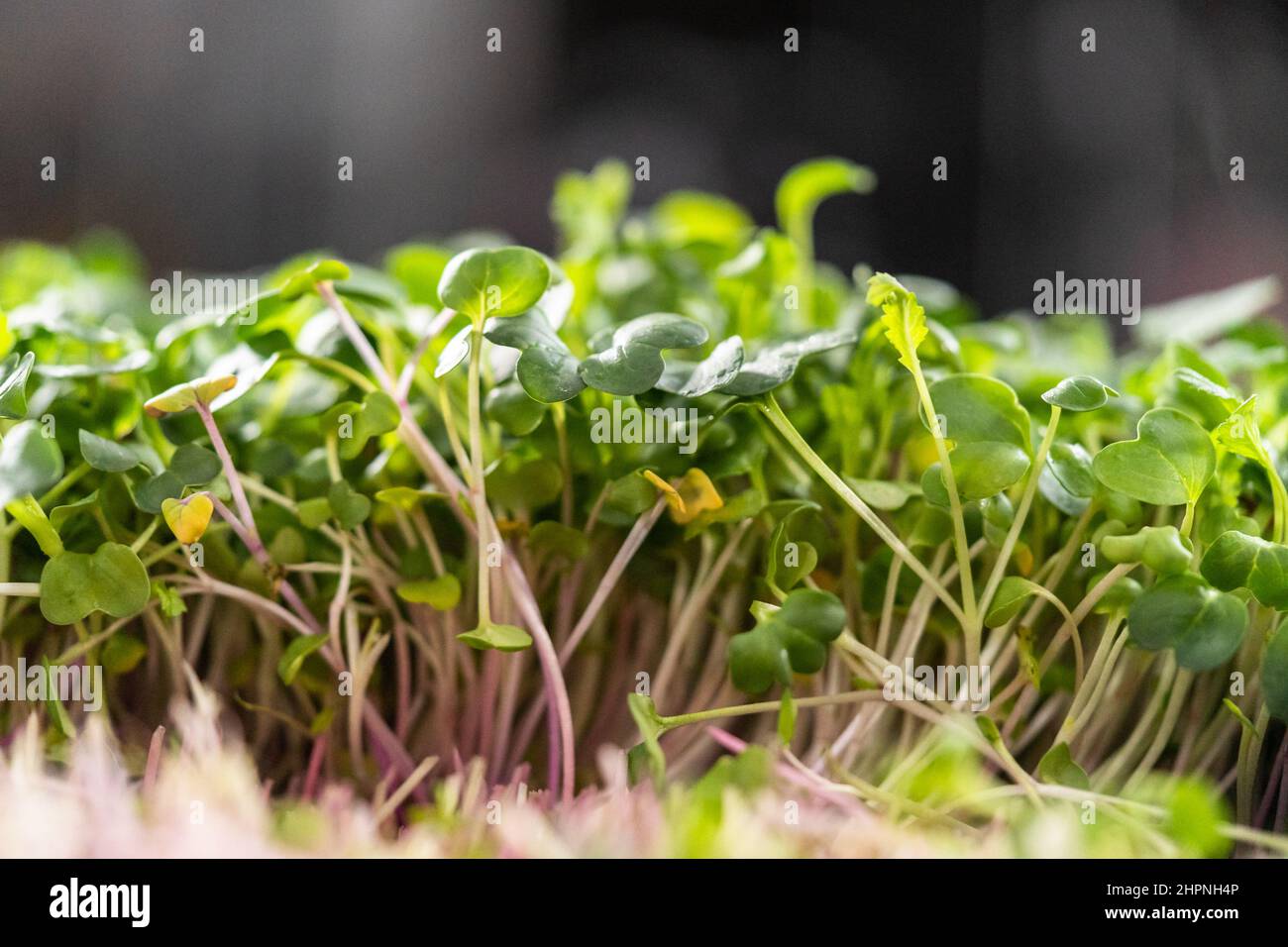 Harvesting radish microgreens from a large plastic tray Stock Photo - Alamy