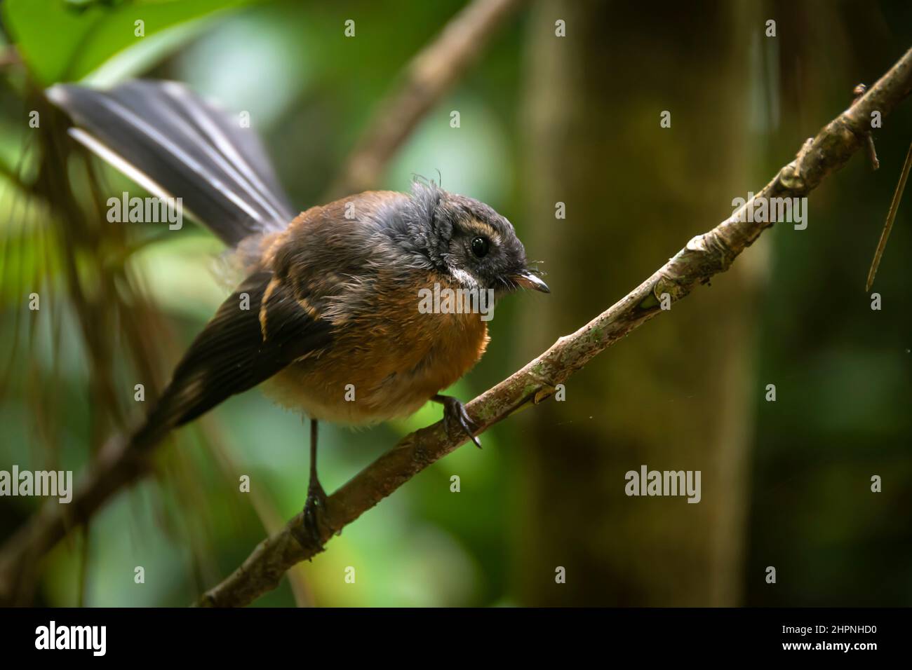 Fantail bird hi-res stock photography and images - Alamy