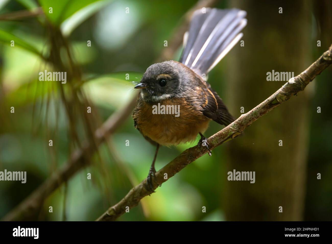Fantail species hi-res stock photography and images - Alamy