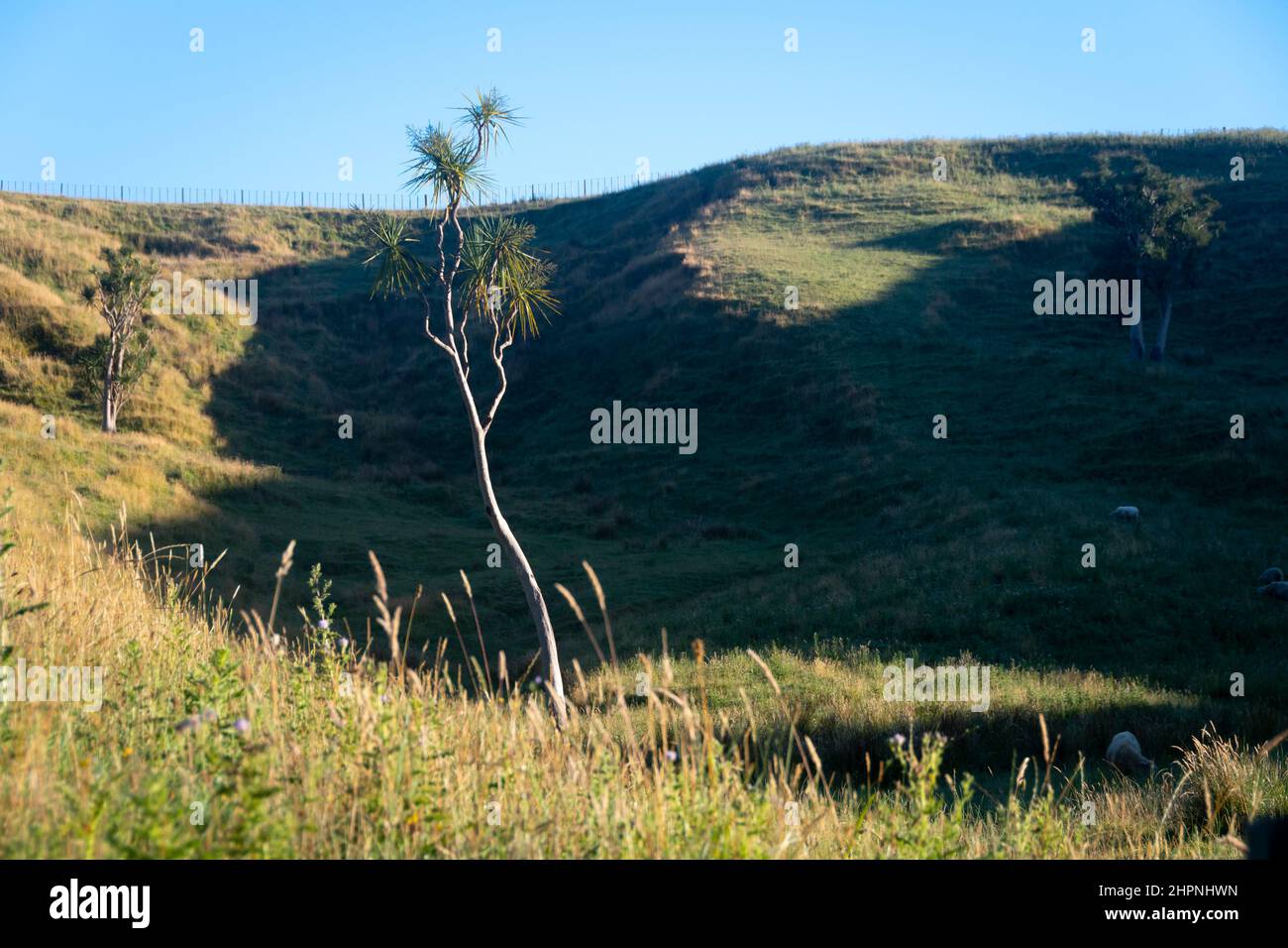 Palm beach new zealand hi-res stock photography and images - Alamy