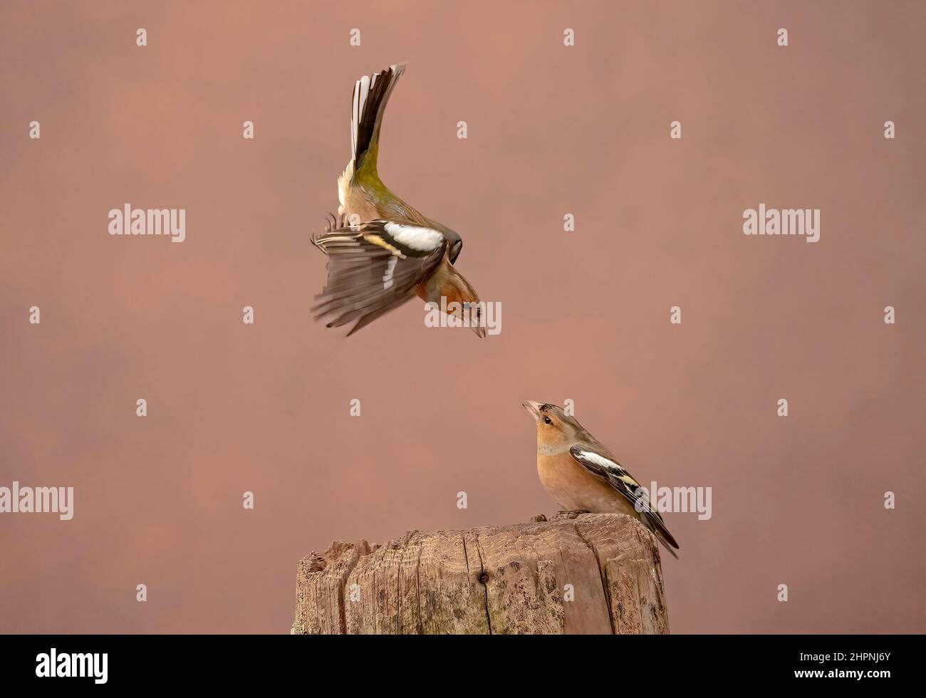 Fighting with chaffinch hi-res stock photography and images - Alamy