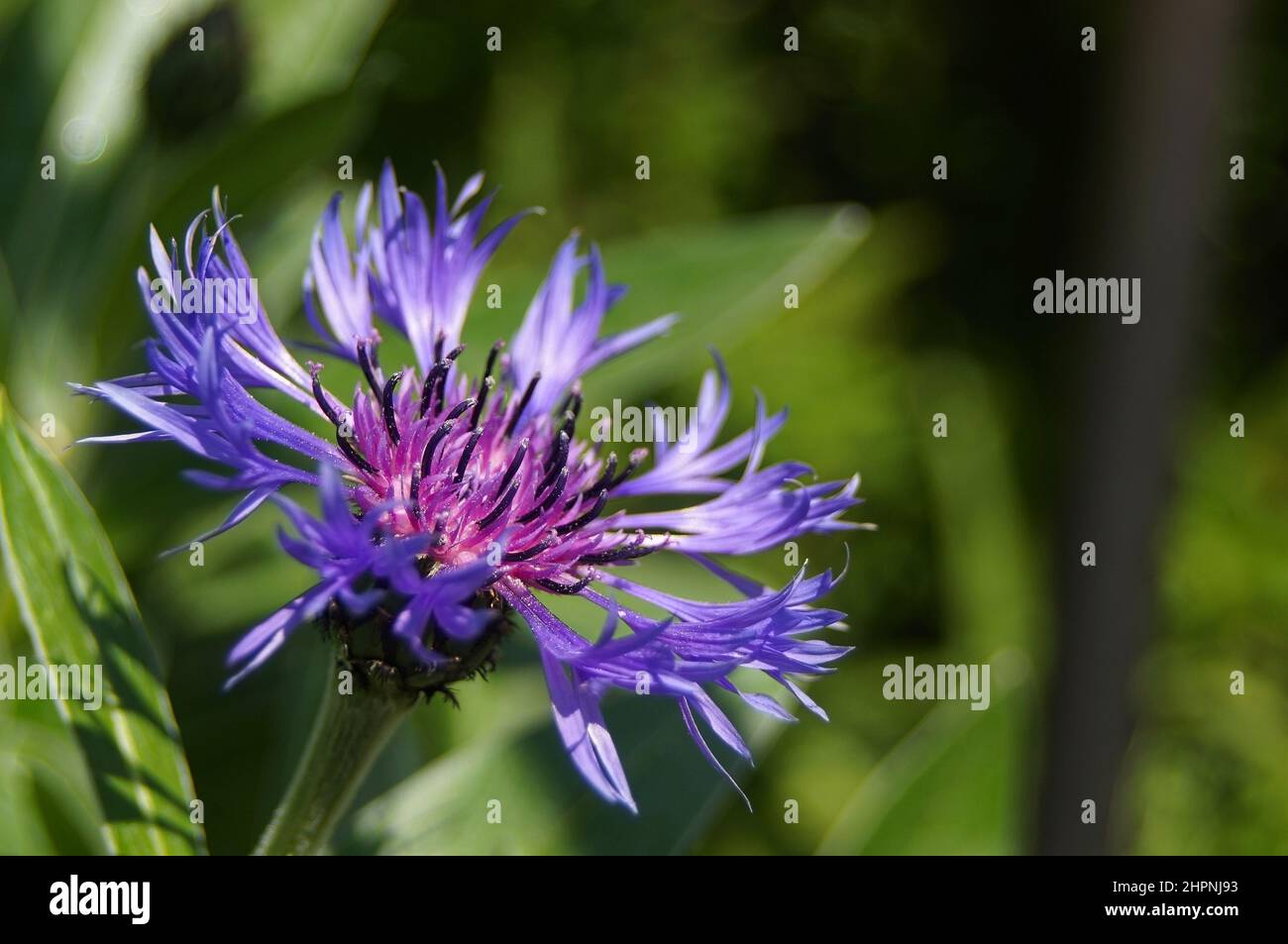 Purple cornflower hi-res stock photography and images - Alamy