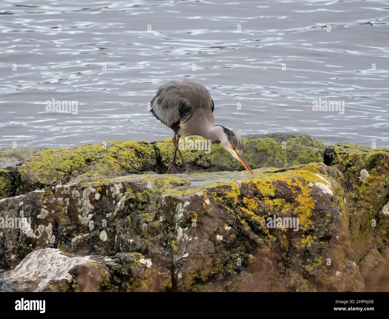 Bladder rack hi-res stock photography and images - Alamy