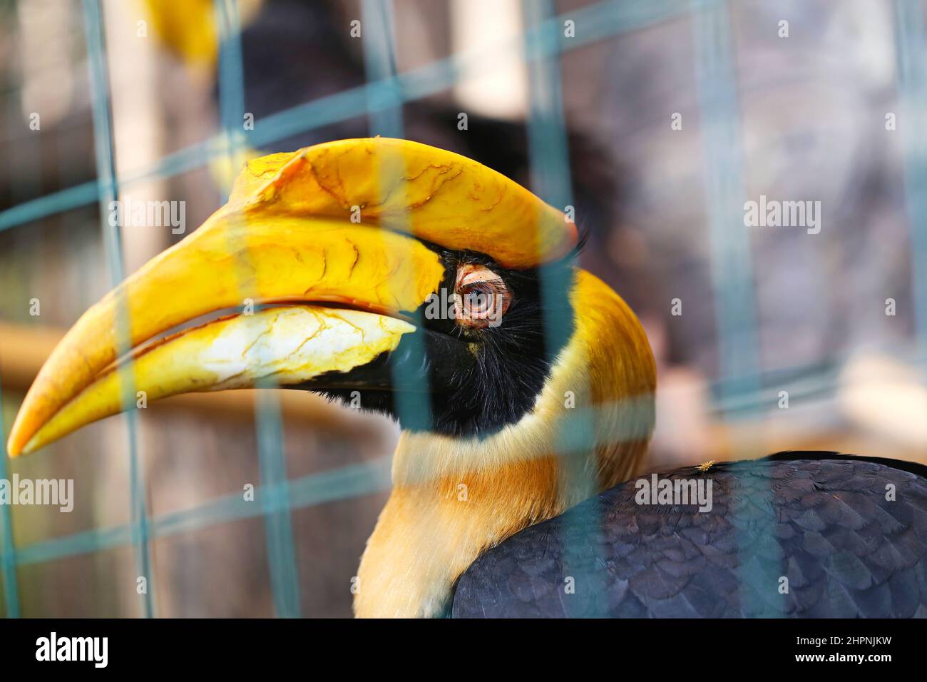 Two-horned kalao with a large large beak photographed close-up Stock ...